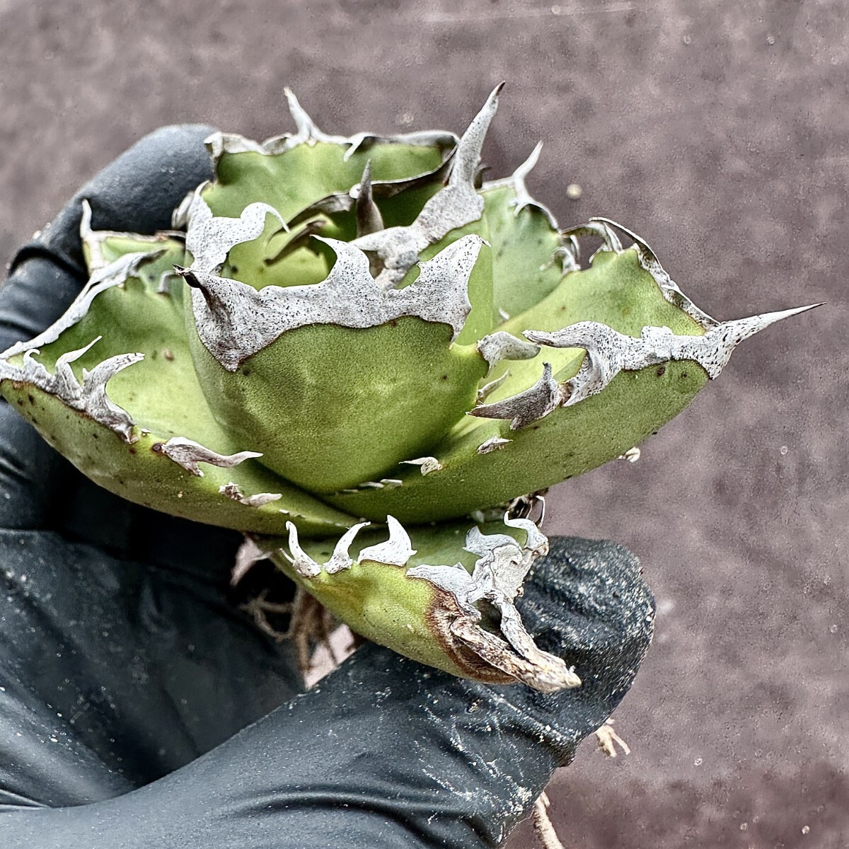 Yahoo!オークション - 【Lj_plants】Z457 アガベ チタノタ 綠鯨 極上強...