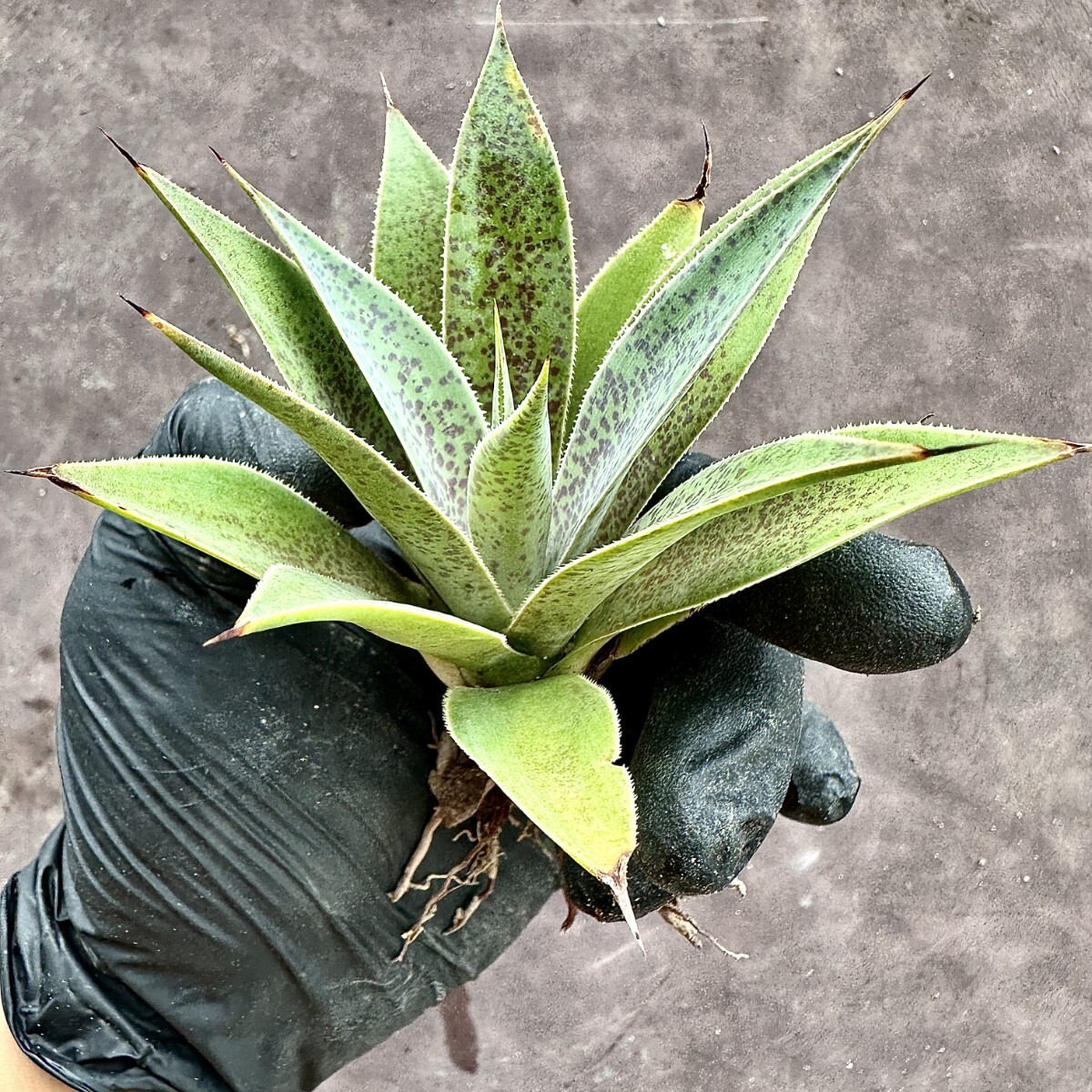 Yahoo!オークション - 【Lj_plants】Z482 アガベ Mangave 'Lavender La...