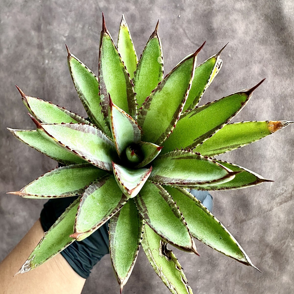 Yahoo!オークション - 【Lj_plants】Z589 アガベ マンガベ ブラッドラ...