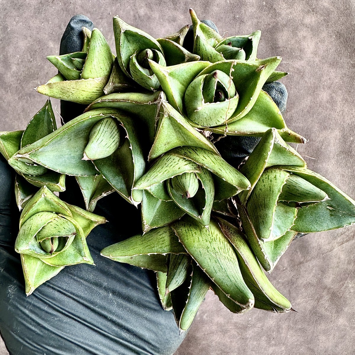 Yahoo!オークション - 【Lj_plants】Z602 多肉植物 Agave pumila アガ...