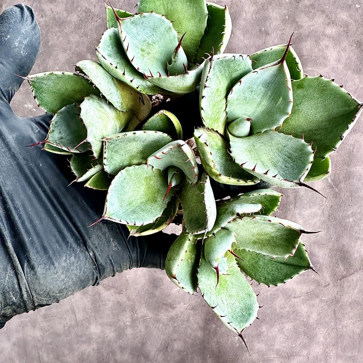 Yahoo!オークション - 【Lj_plants】Z624 アガベ パリー トルンカータ...