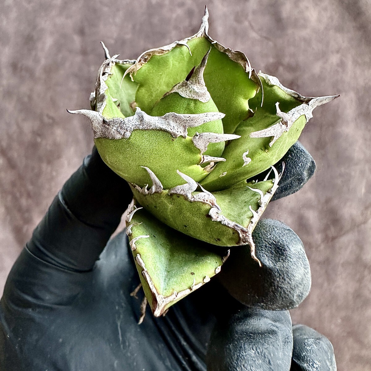 Yahoo!オークション - 【Lj_plants】Z728 アガベ チタノタ 綠鯨 極上強...