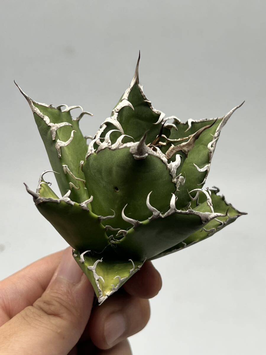 Yahoo!オークション - 018-3特選 アガベ チタノタ 凱撒‘CAESAR’ シー...