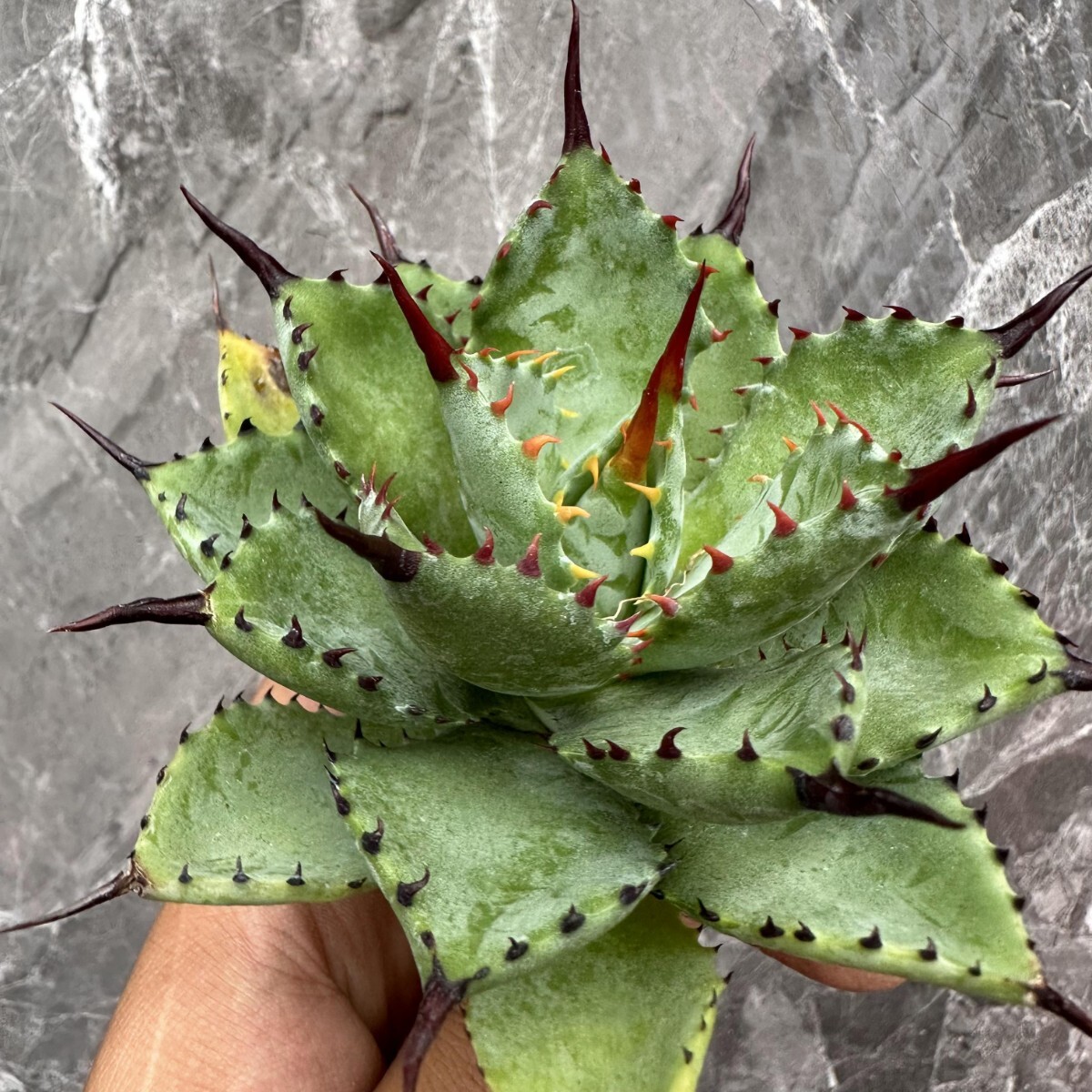 Yahoo!オークション - X21 特選 アガベ 多肉植物 八荒雷神 超陽炎 極上...