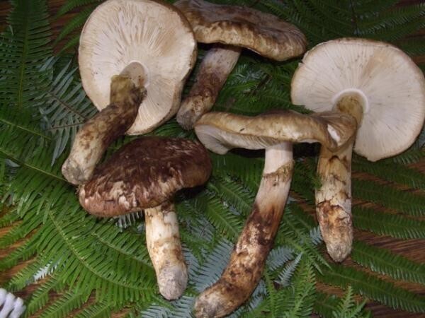 Yahoo!オークション - 中国産 【天然 開き 松茸 1kg】3L~2L 7~16 お中...