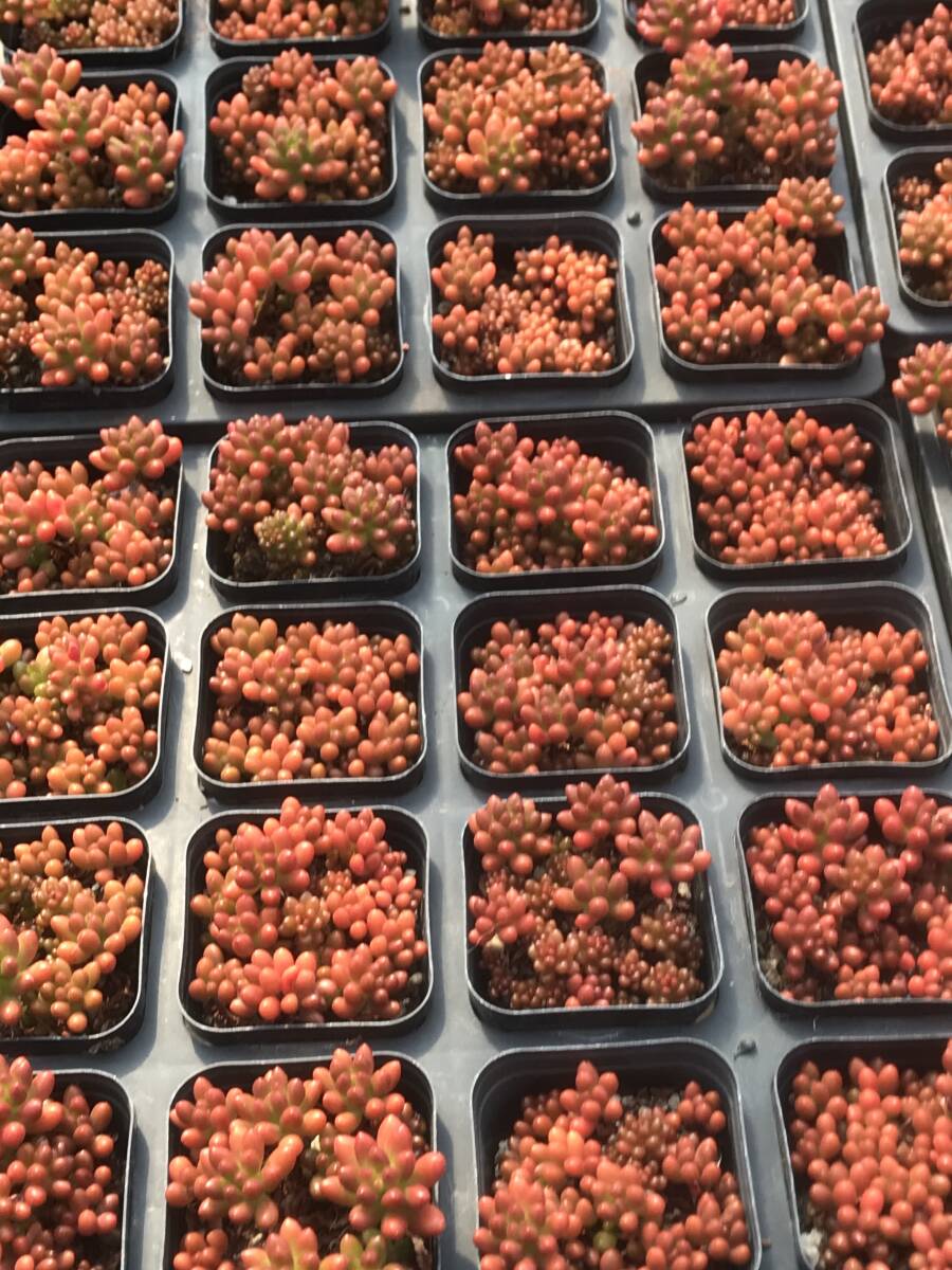 Yahoo!オークション - 20株 C98 多肉植物 エケベリア 虹の玉韓国苗 土...