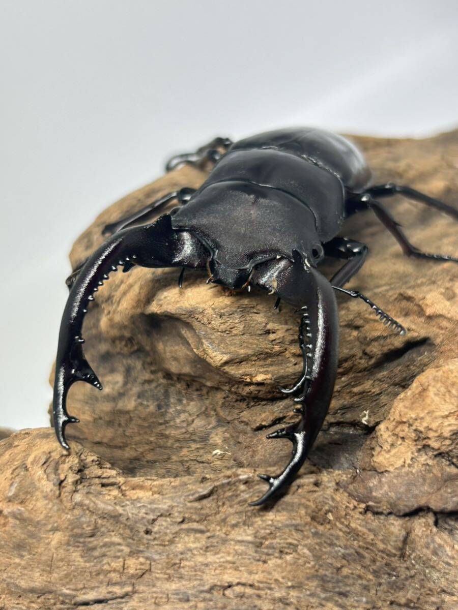 ななまる 新成虫フォルスターフタマタ キヨタミ ペア ♂78.3mm ×♀42.2mm CBF1 ミャンマー サガイン(外国産)｜売買されたオークション情報、yahooの商品情報をアーカイブ ...