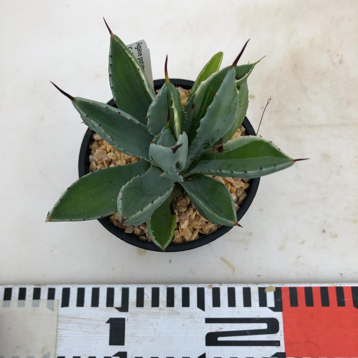 Yahoo!オークション - 9243 「多肉植物F」アガベ キュービック【美株・...