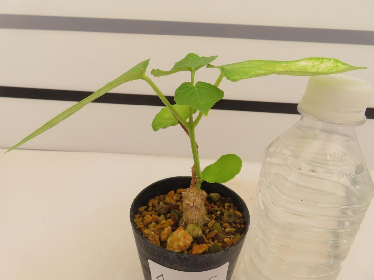 Yahoo!オークション - 4186 「実生」マテレア シクロフィラ 植え【発根...