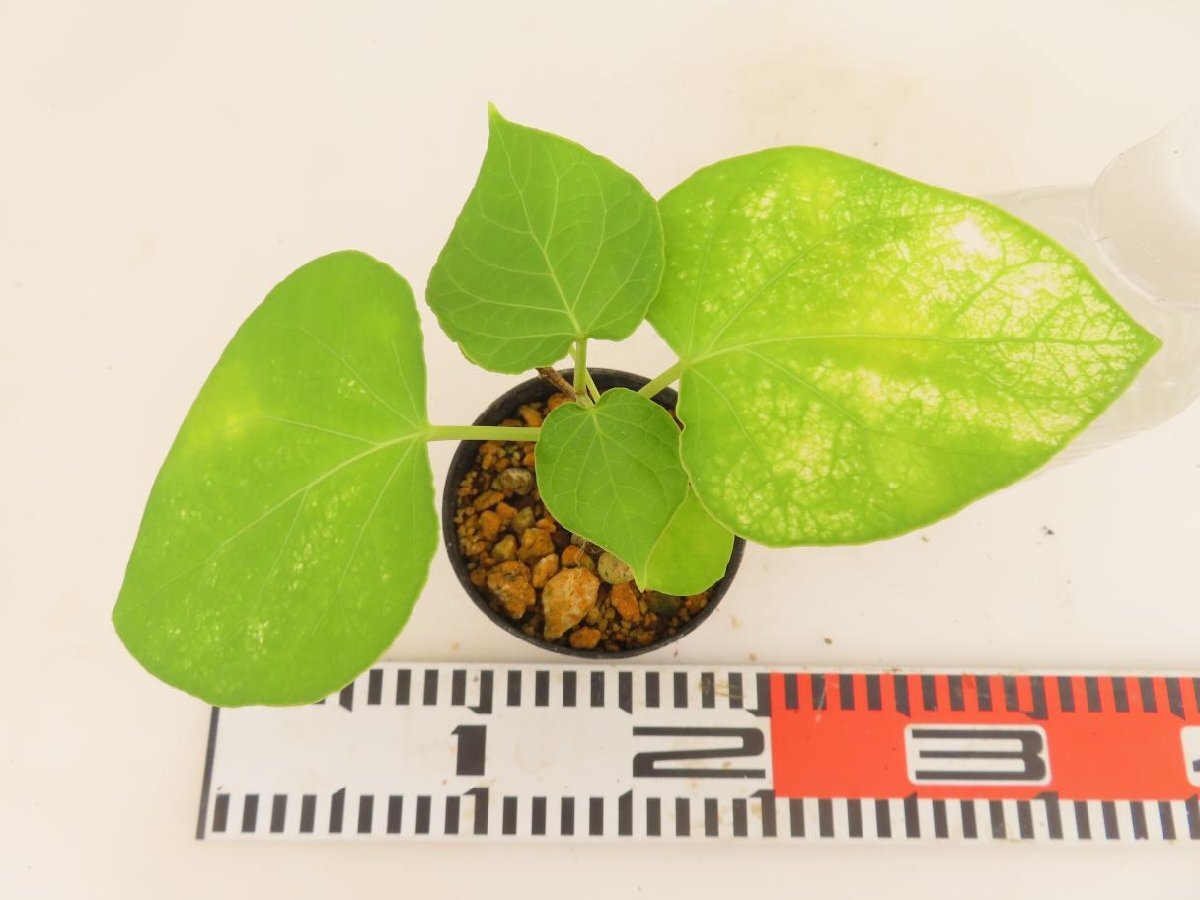 Yahoo!オークション - 4186 「実生」マテレア シクロフィラ 植え【発根...