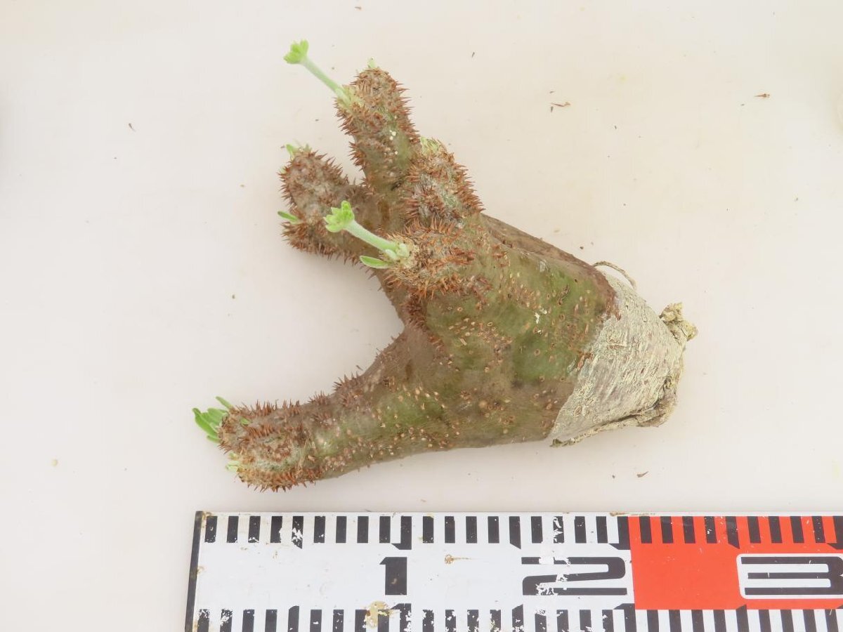 Yahoo!オークション - 6761 「塊根植物」パキポディウム エブレネウム ...