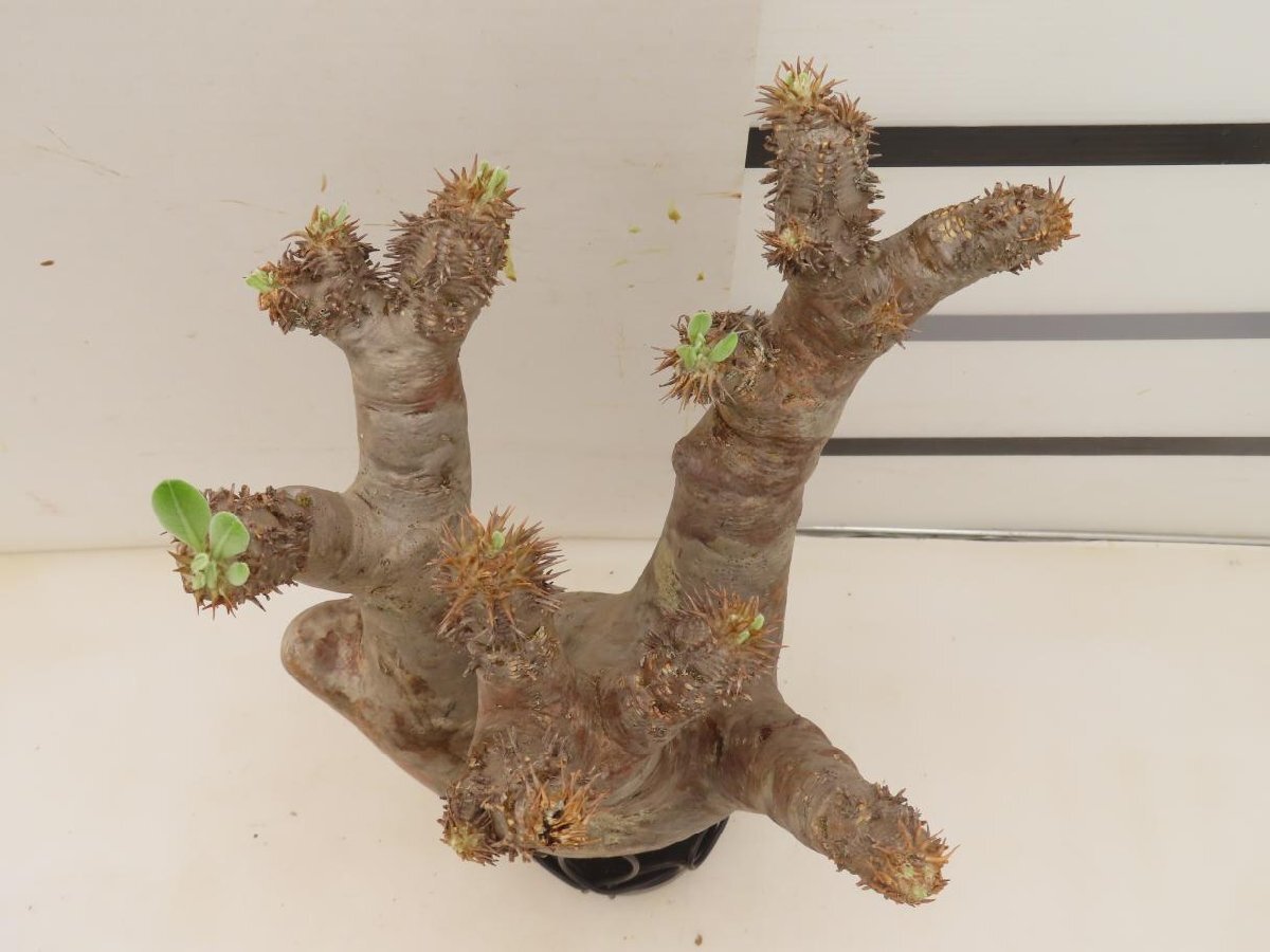 Yahoo!オークション - 6707 「塊根植物」パキポディウム イノピナツム...