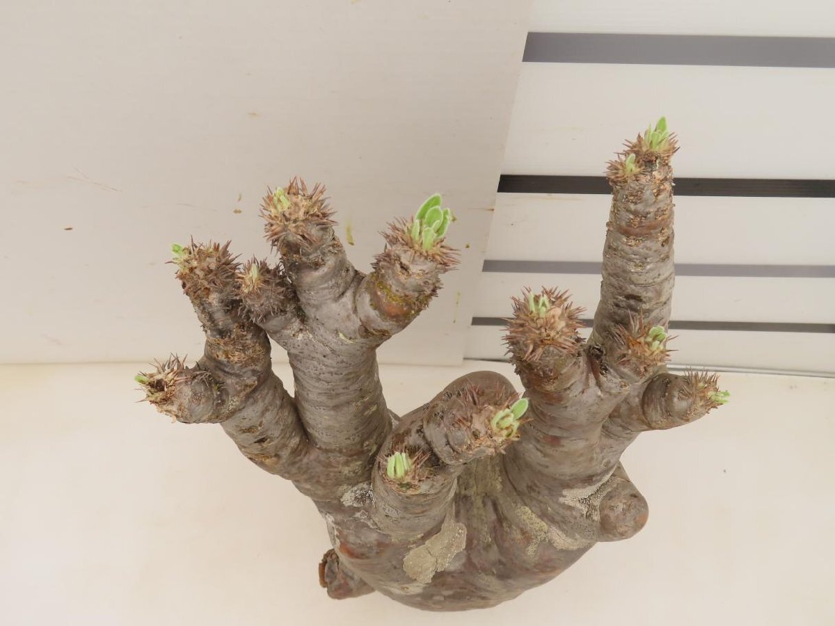 Yahoo!オークション - 6709 「塊根植物」パキポディウム イノピナツム...