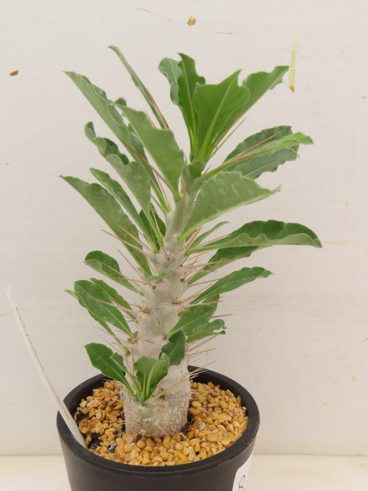 Yahoo!オークション - 8023 「塊根植物I」パキポディウム サウンデルシ...