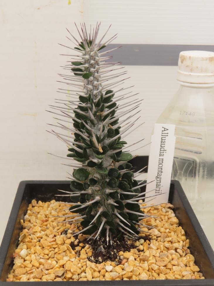 Yahoo!オークション - 8063 「多肉植物I」アローディア モンタグナッキ...