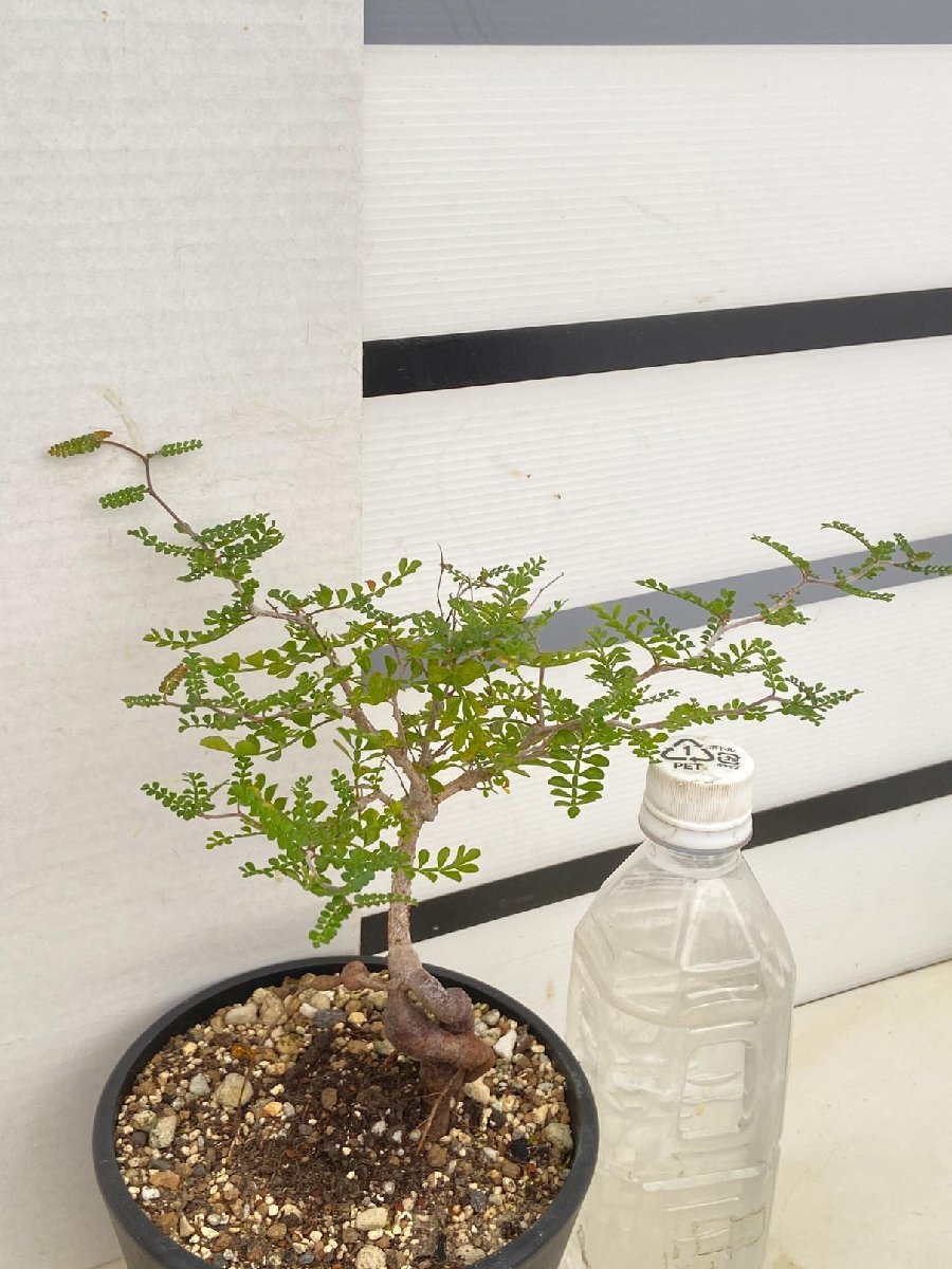 Yahoo!オークション - 6394 「実生株」オペルクリカリア パキプス 根上...