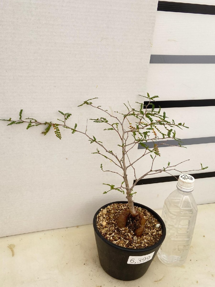 Yahoo!オークション - 6399 「実生株」オペルクリカリア パキプス 根上...