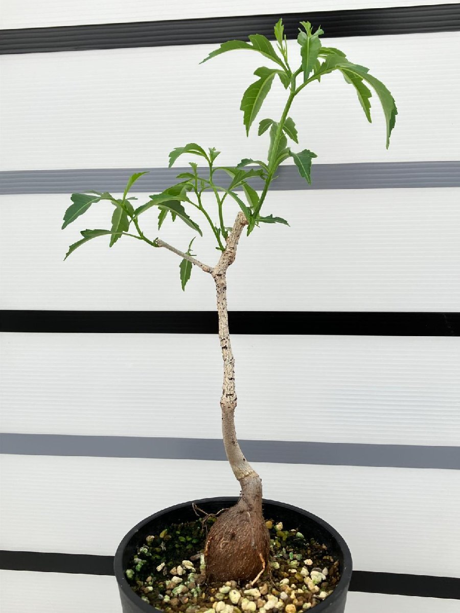 Yahoo!オークション - 9273 「実生】アダンソニア マダガスカリエンシ...