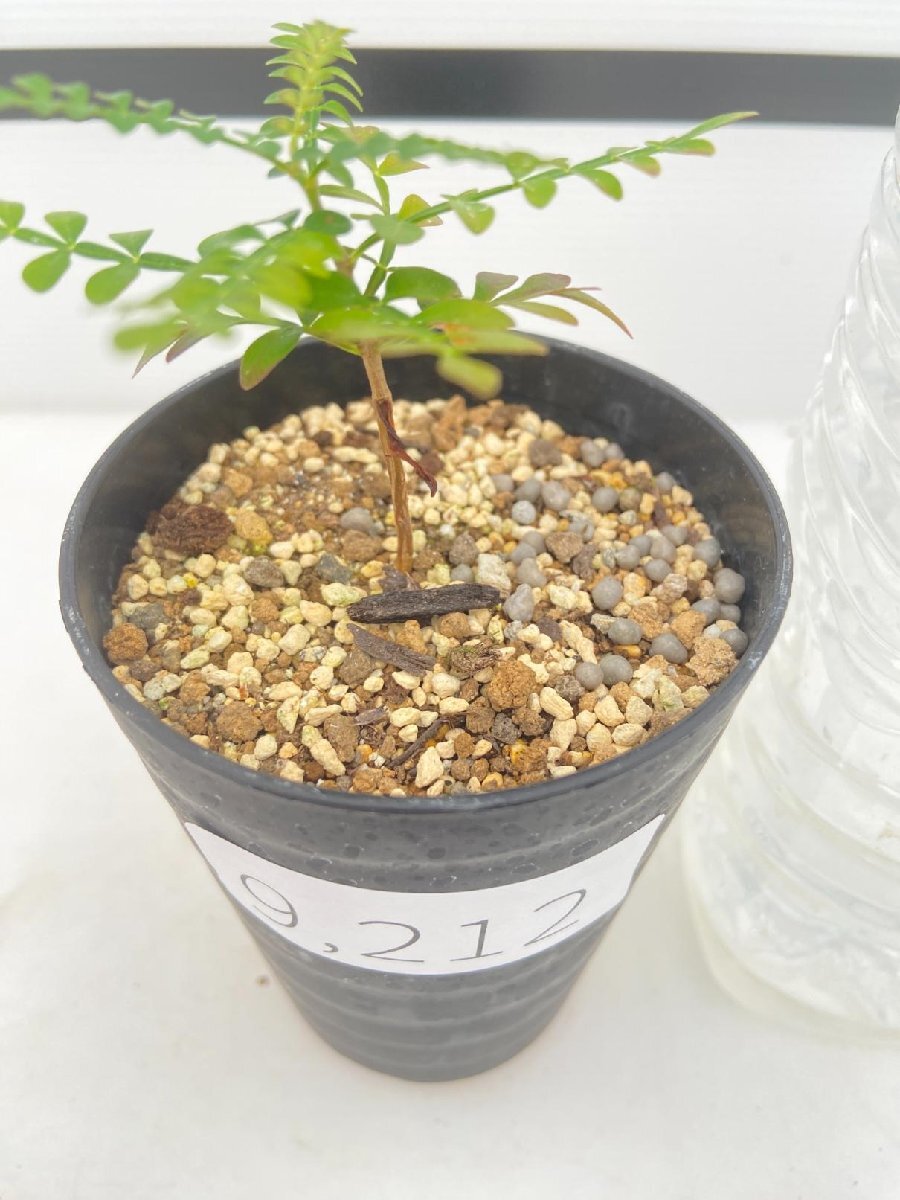 Yahoo!オークション - 9212 「実生株」オペルクリカリア パキプス【種...