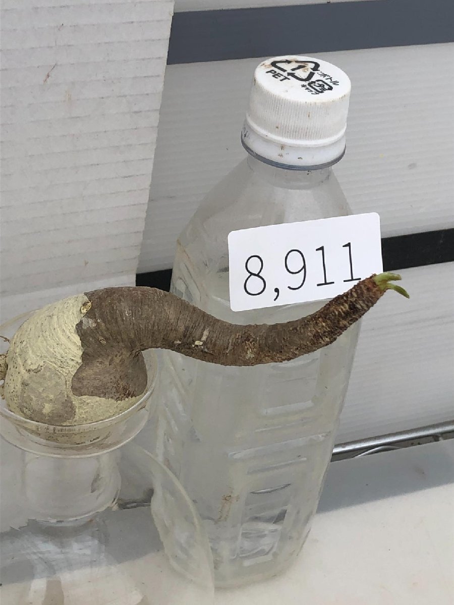 Yahoo!オークション - 8911 「多肉植物」ユーフォルビア ラメナ 抜き苗...