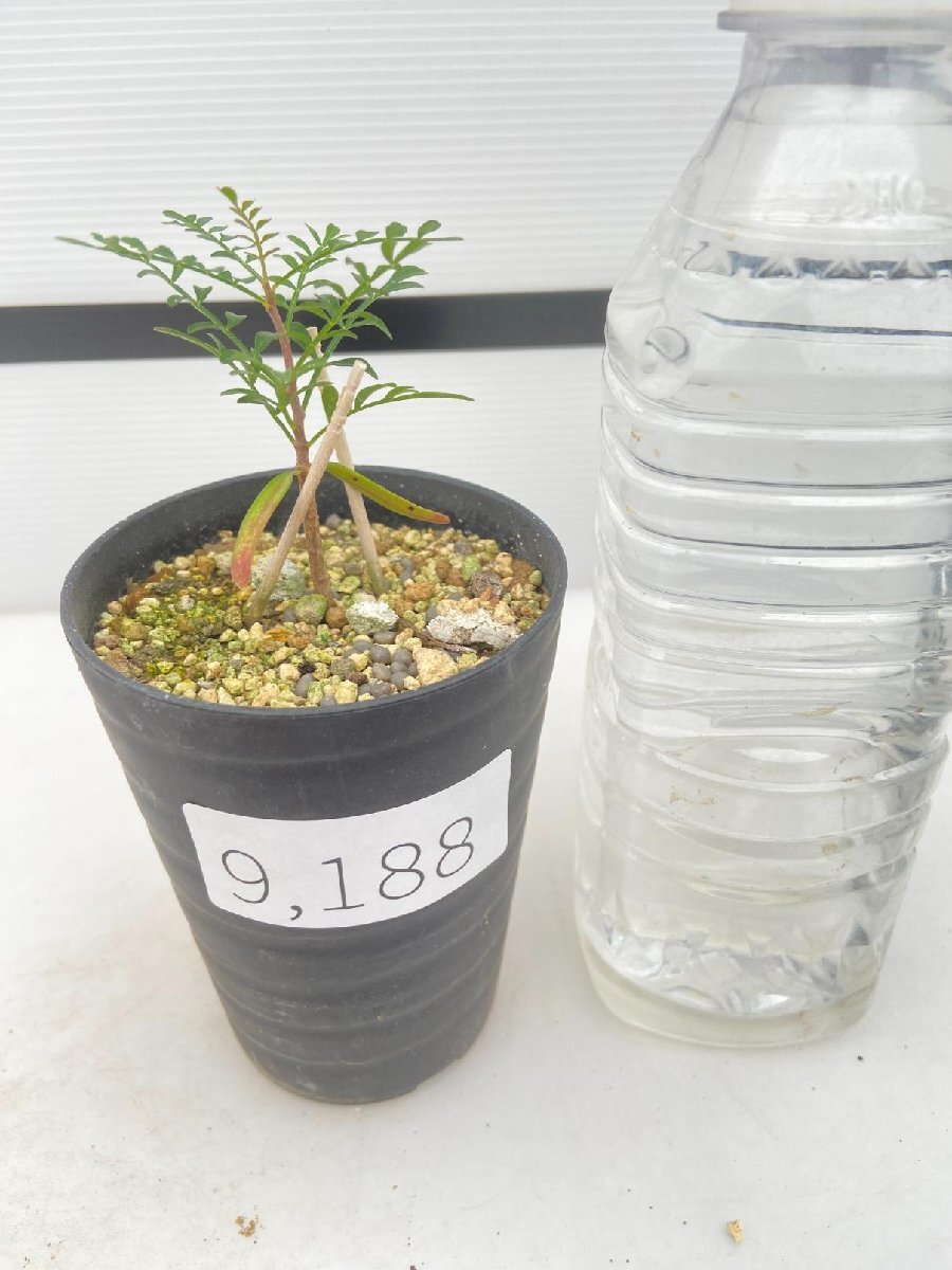 Yahoo!オークション - 9188 「実生株」オペルクリカリア パキプス【種...