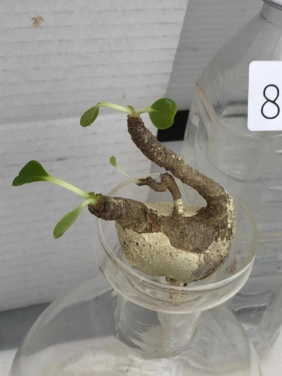 Yahoo!オークション - 8925 「多肉植物」ユーフォルビア ラメナ 抜き苗...