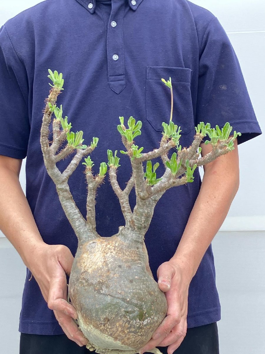 Yahoo!オークション - 9318 「塊根植物」パキポディウム グラキリスXL ...