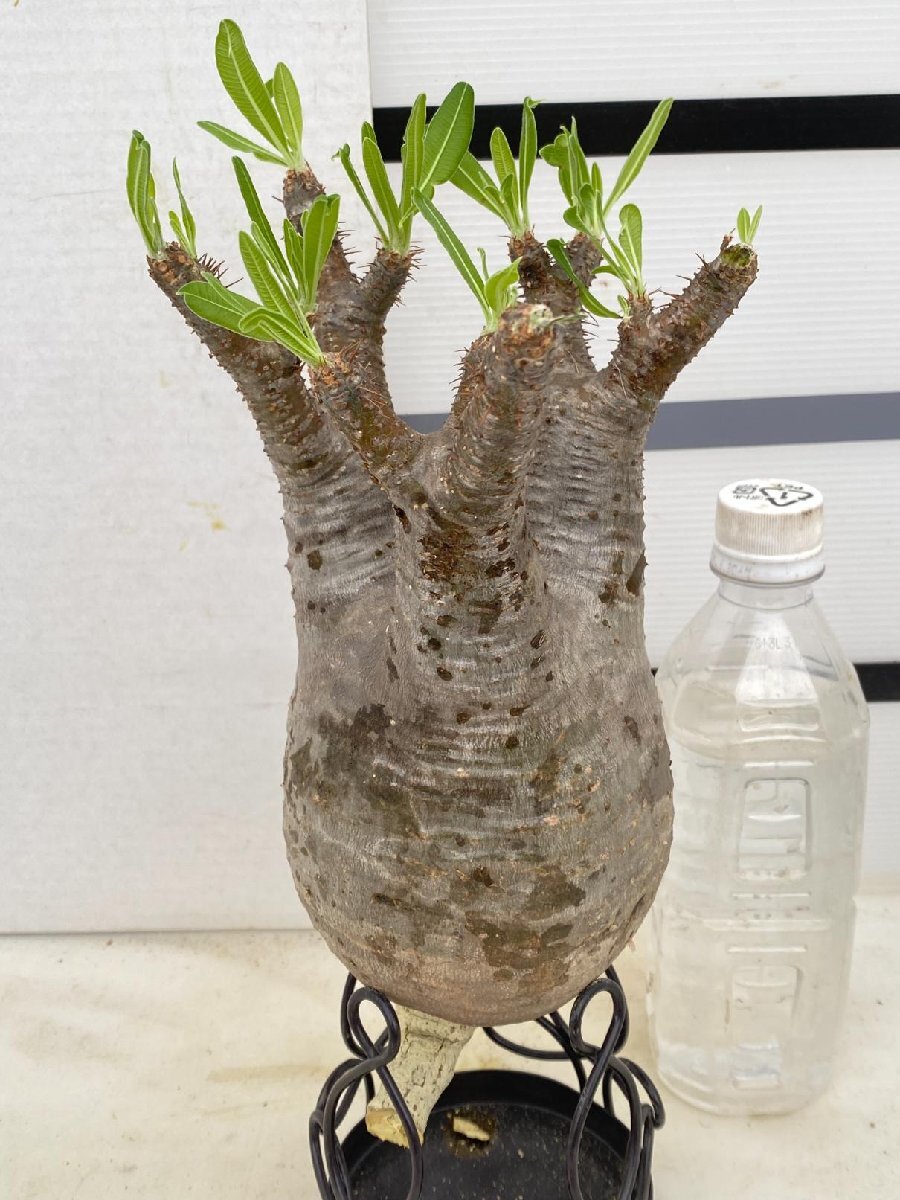 Yahoo!オークション - 8747 「塊根植物」パキポディウム グラキリス M ...