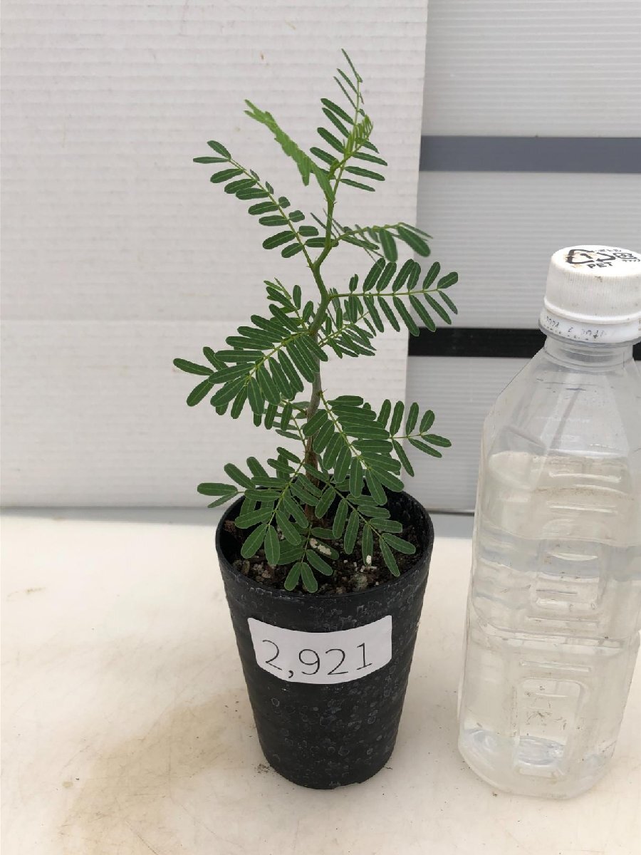 Yahoo!オークション - 2921 「実生」センナ メリディオナリス【種から...