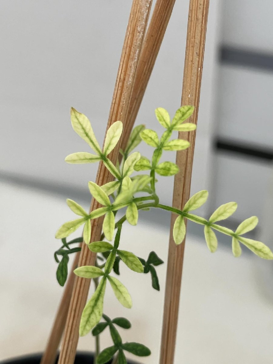 Yahoo!オークション - 2868 「実生株」オペルクリカリア ヒファエノイ...