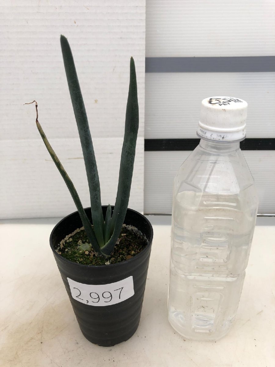 Yahoo!オークション - 2997 「実生株】アロエ スザンナエ【種から発芽 ...