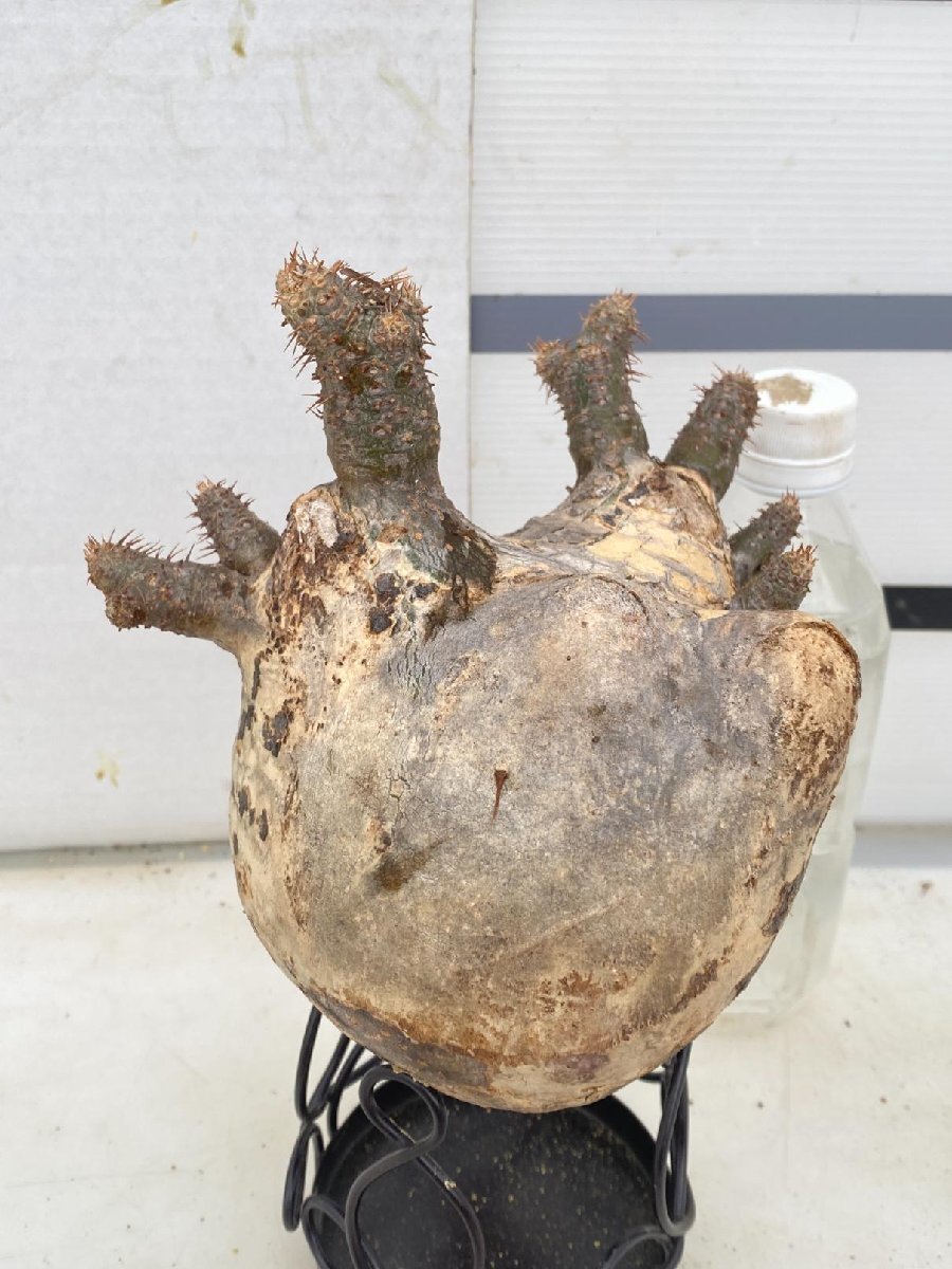 Yahoo!オークション - 2537 「塊根植物」パキポディウム グラキリスM ...