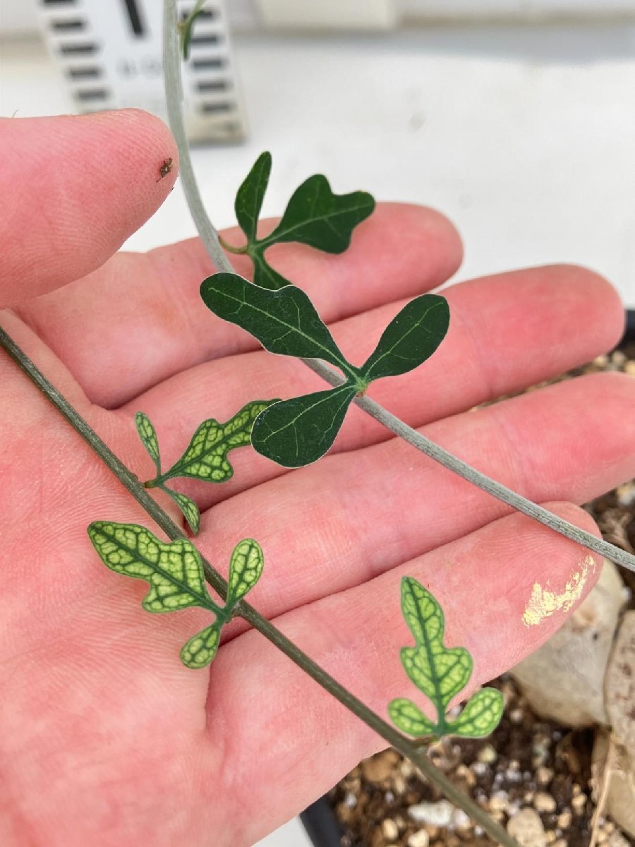 Yahoo!オークション - 4853 「実生」アデニア サブセシリフォリア 斑入...