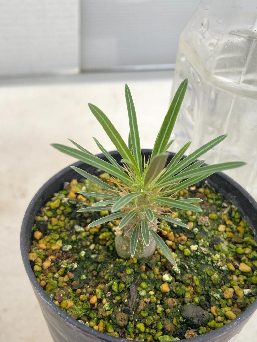 Yahoo!オークション - 4987 「実生」パキポディウム グラキリス【種か...