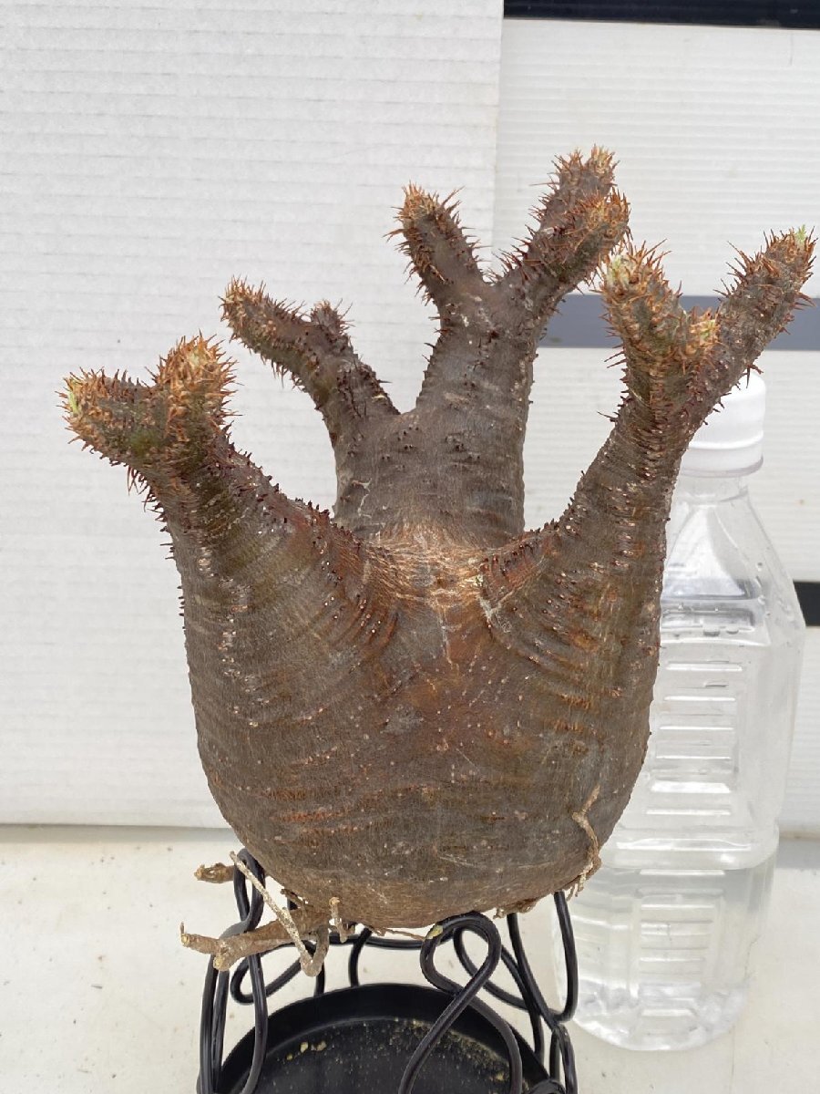 Yahoo!オークション - 6191 「塊根植物」パキポディウム グラキリスM ...