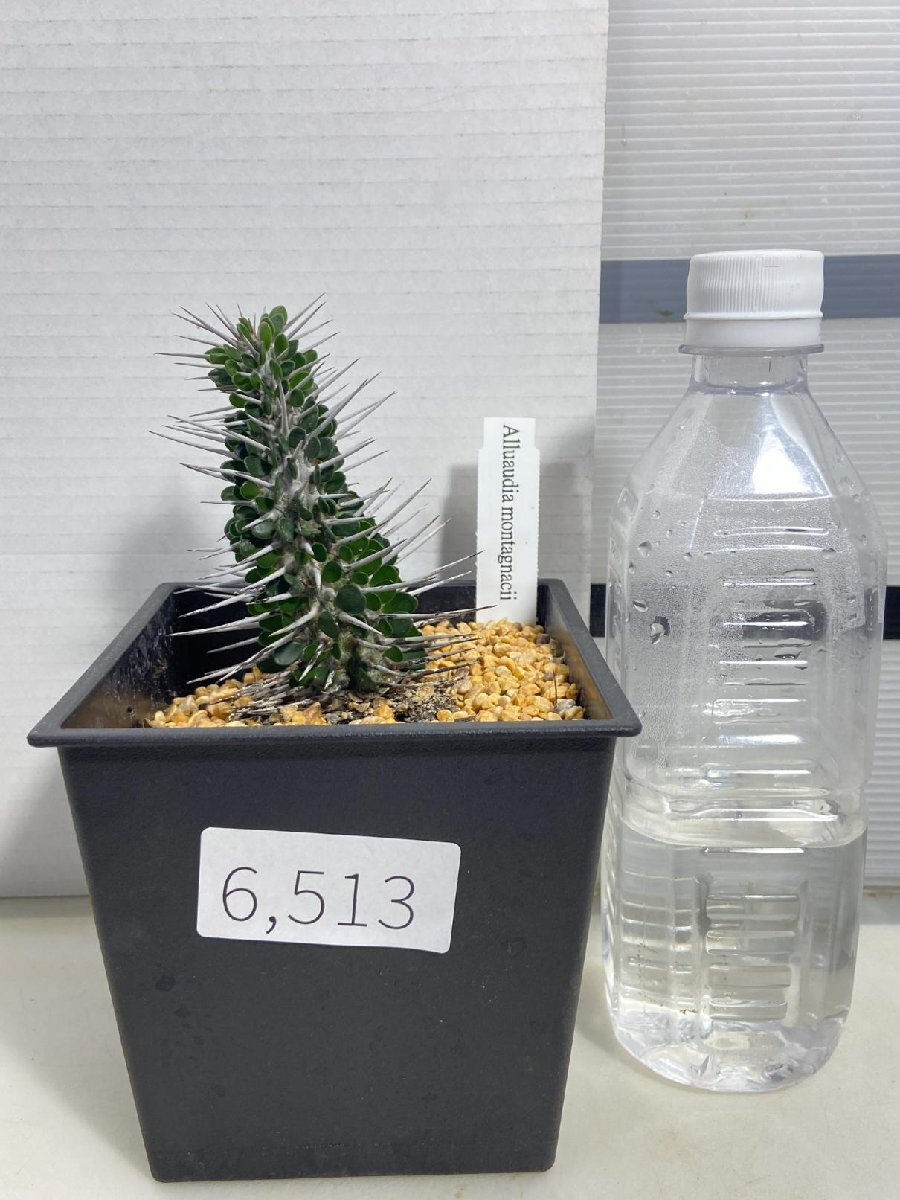 Yahoo!オークション - 6513 「多肉植物I」アローディア モンタグナッキ...