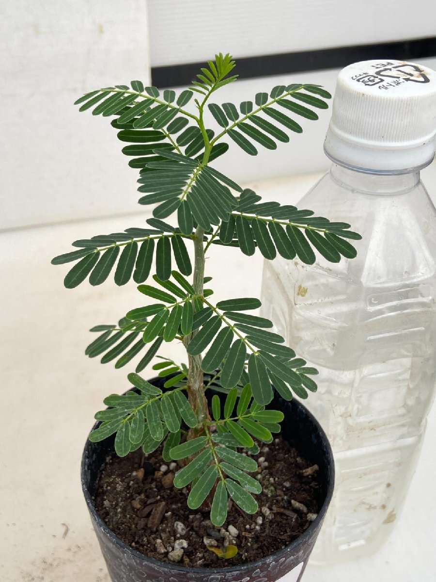 Yahoo!オークション - 6455 「実生」センナ メリディオナリス【種から...