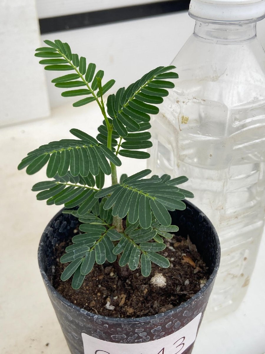 Yahoo!オークション - 6443 「実生」センナ メリディオナリス【種から...