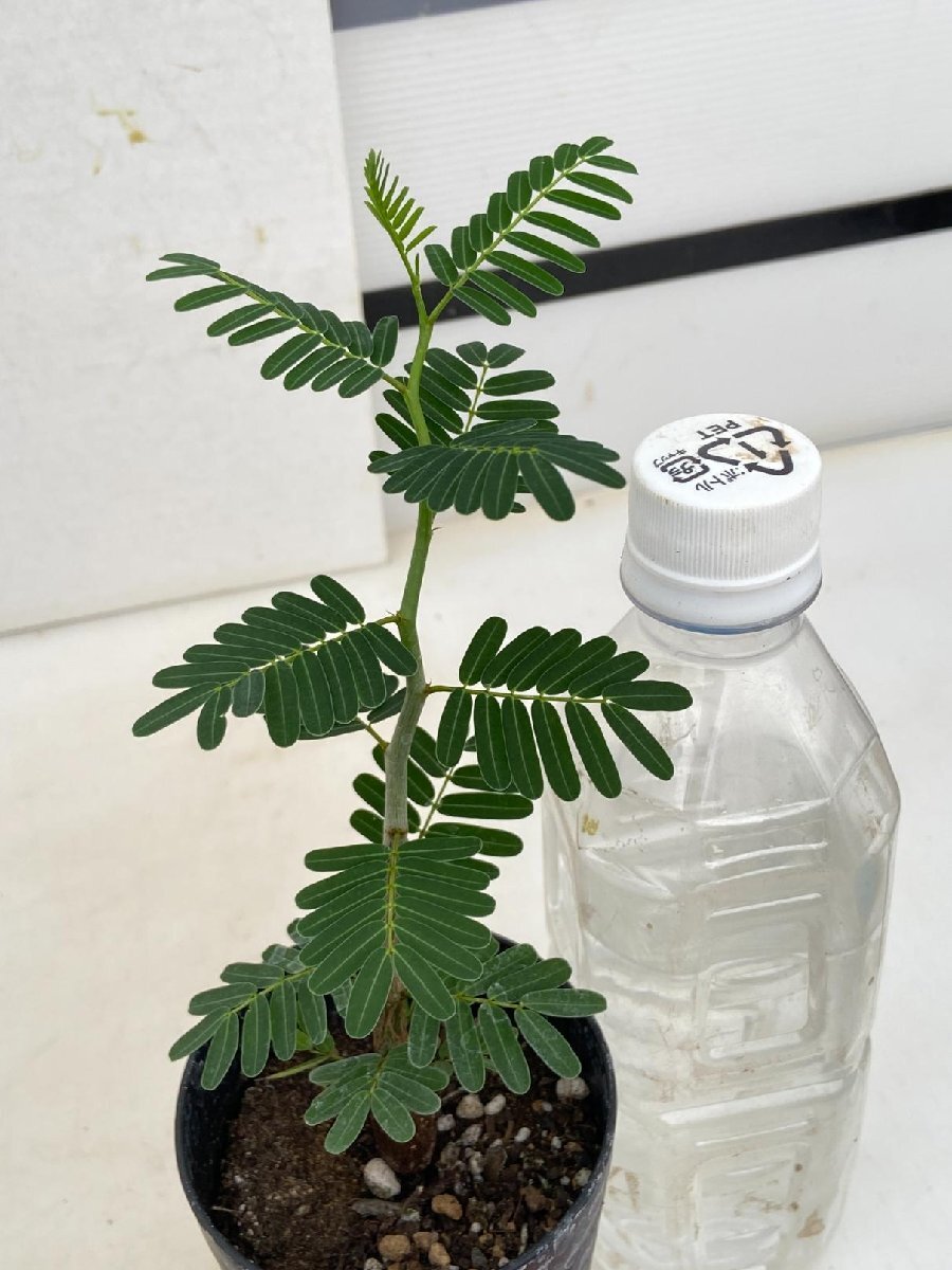 Yahoo!オークション - 6441 「実生」センナ メリディオナリス【種から...