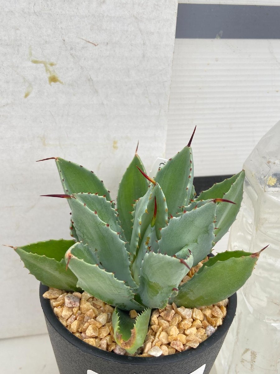 Yahoo!オークション - 6378 「多肉植物F」アガベ キュービック【美株・...