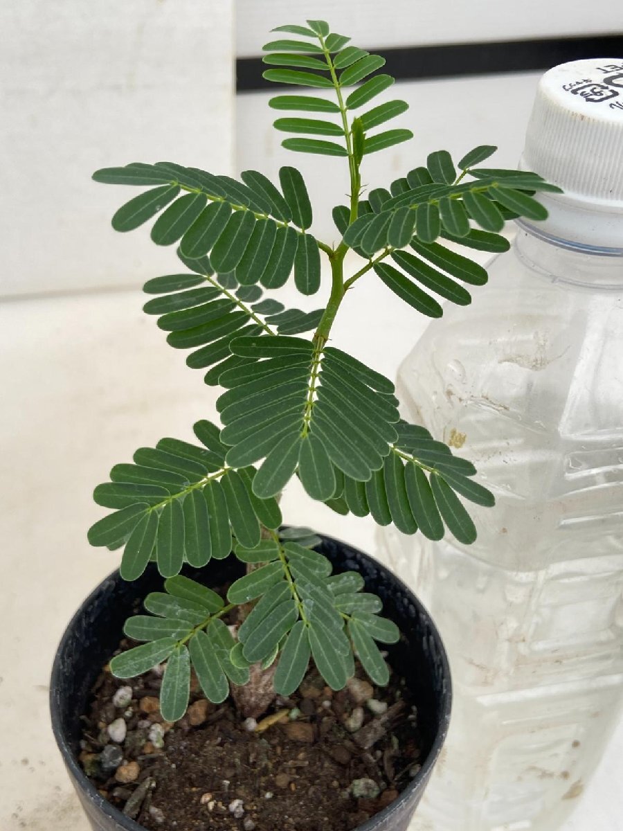 Yahoo!オークション - 6461 「実生」センナ メリディオナリス【種から...