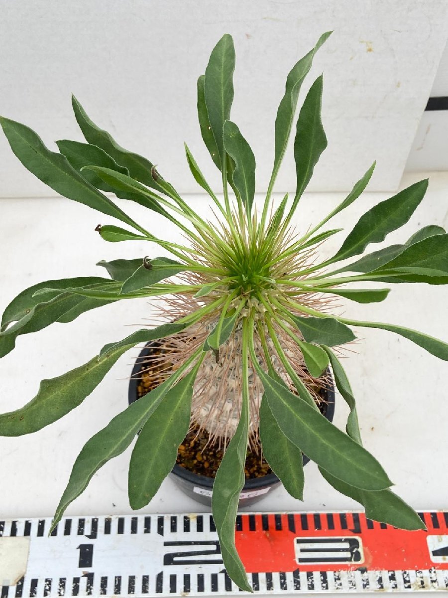 Yahoo!オークション - 6336 「塊根植物」パキポディウム ナマクアナム ...