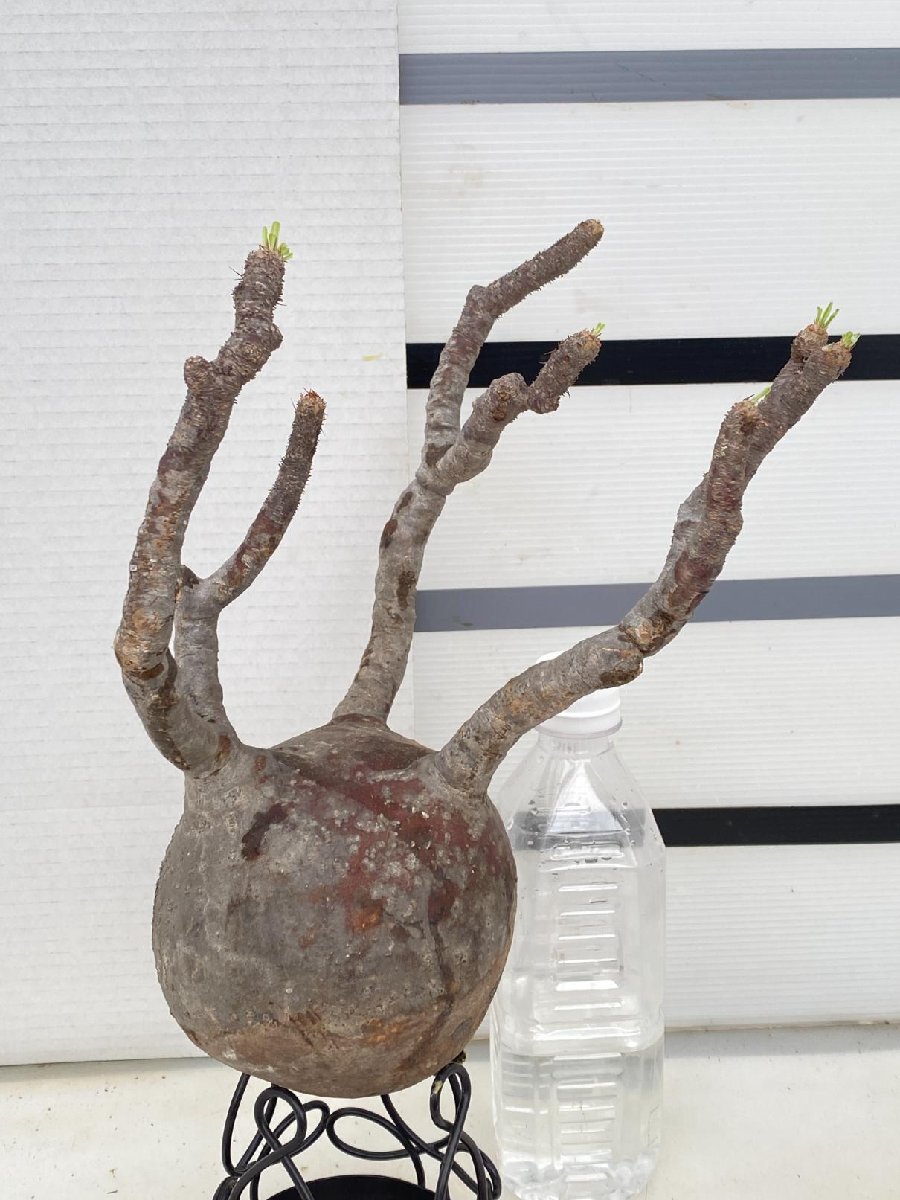 Yahoo!オークション - 6192 「塊根植物」パキポディウム グラキリスM ...