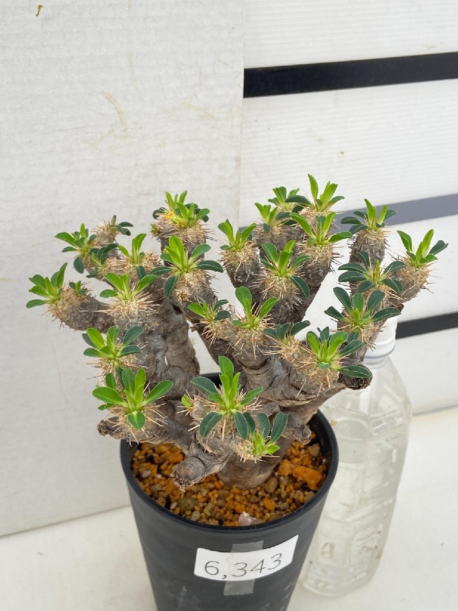 Yahoo!オークション - 6343 「多肉植物」ユーフォルビア ギラウミニア...