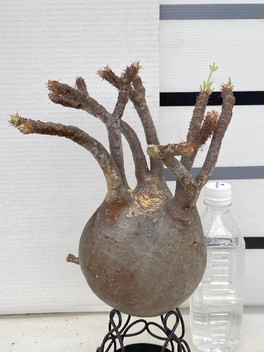 Yahoo!オークション - 6207 「塊根植物」パキポディウム グラキリスM ...