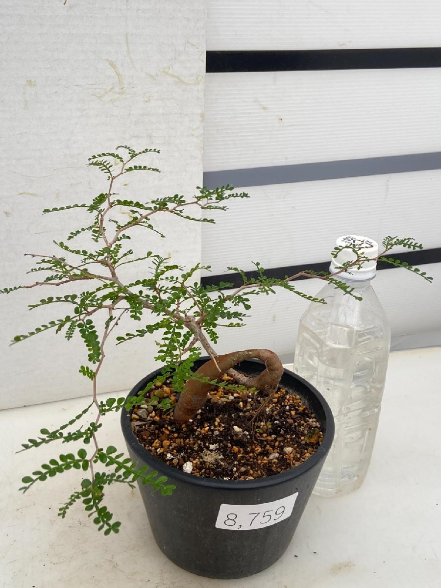 Yahoo!オークション - 8759 「実生株」オペルクリカリア パキプス 根上...