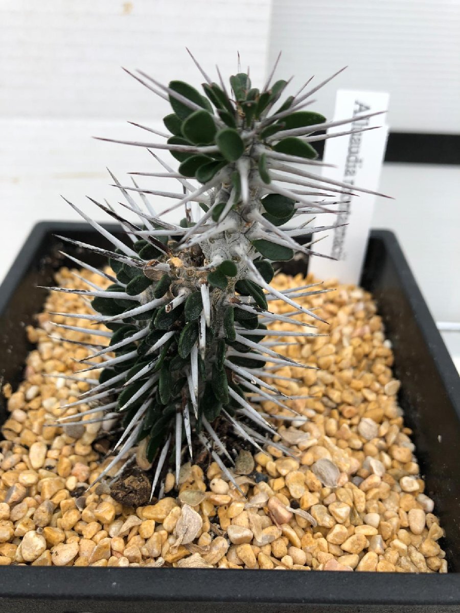 Yahoo!オークション - 9264 「多肉植物I」アローディア モンタグナッキ...