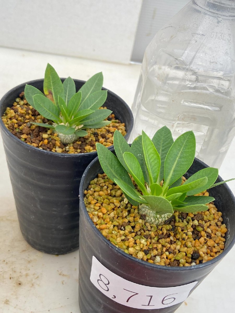 Yahoo!オークション - 8716 「実生」パキポディウム 恵比寿笑い 2株セ...