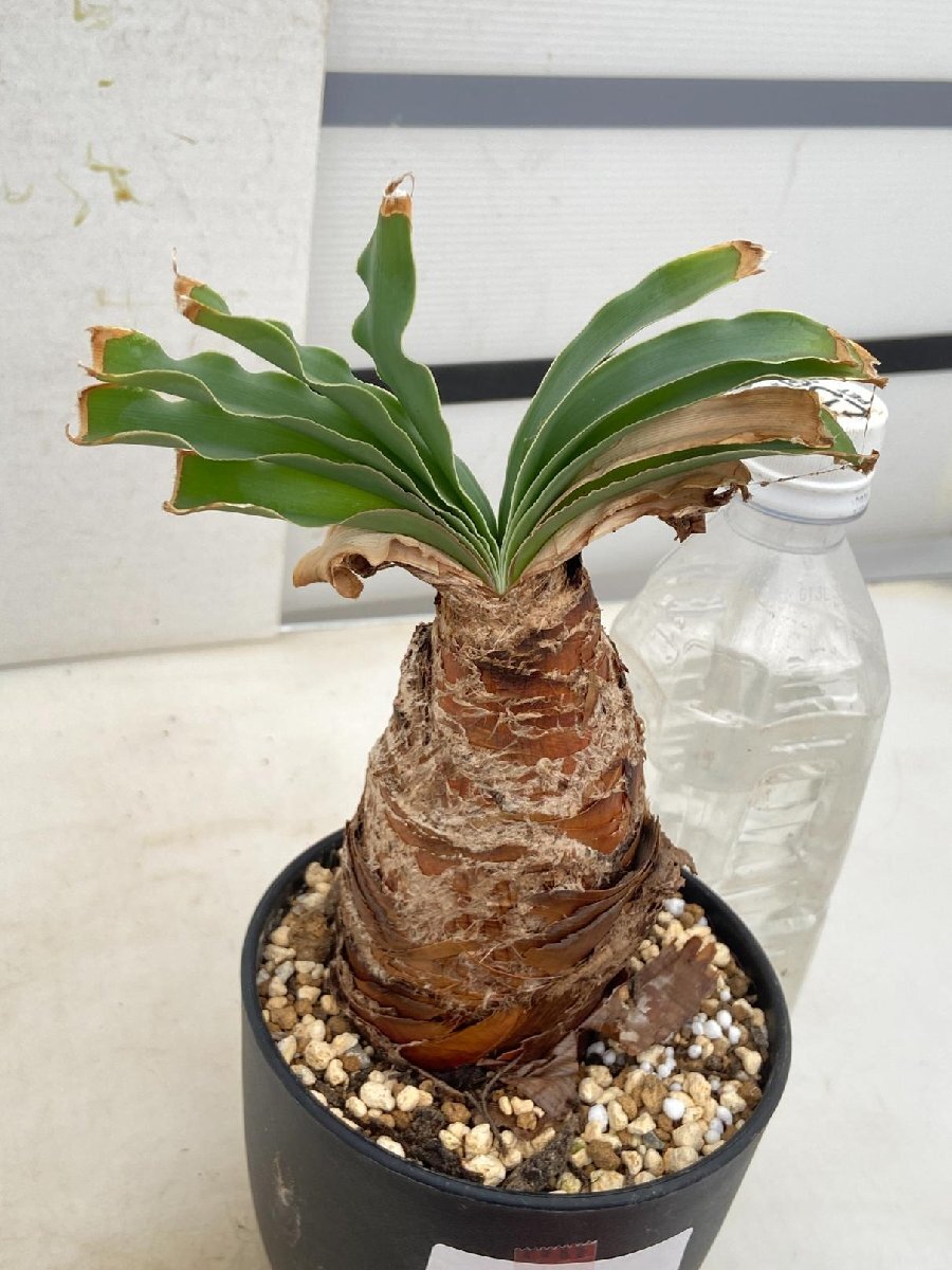 Yahoo!オークション - 8731 「球根植物」ブーファン ディスティチャ 植...