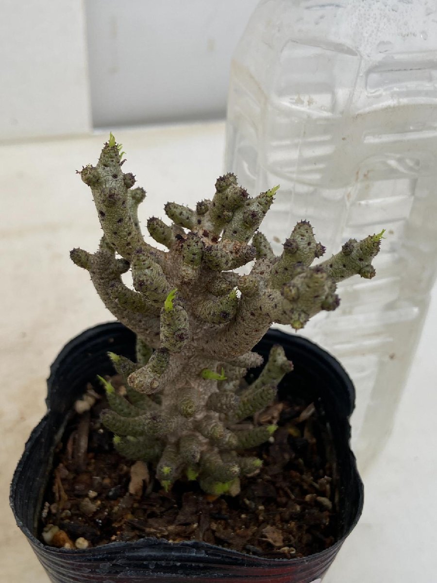 Yahoo!オークション - 8797 「塊根植物」チレコドン ブックホルジアヌ...